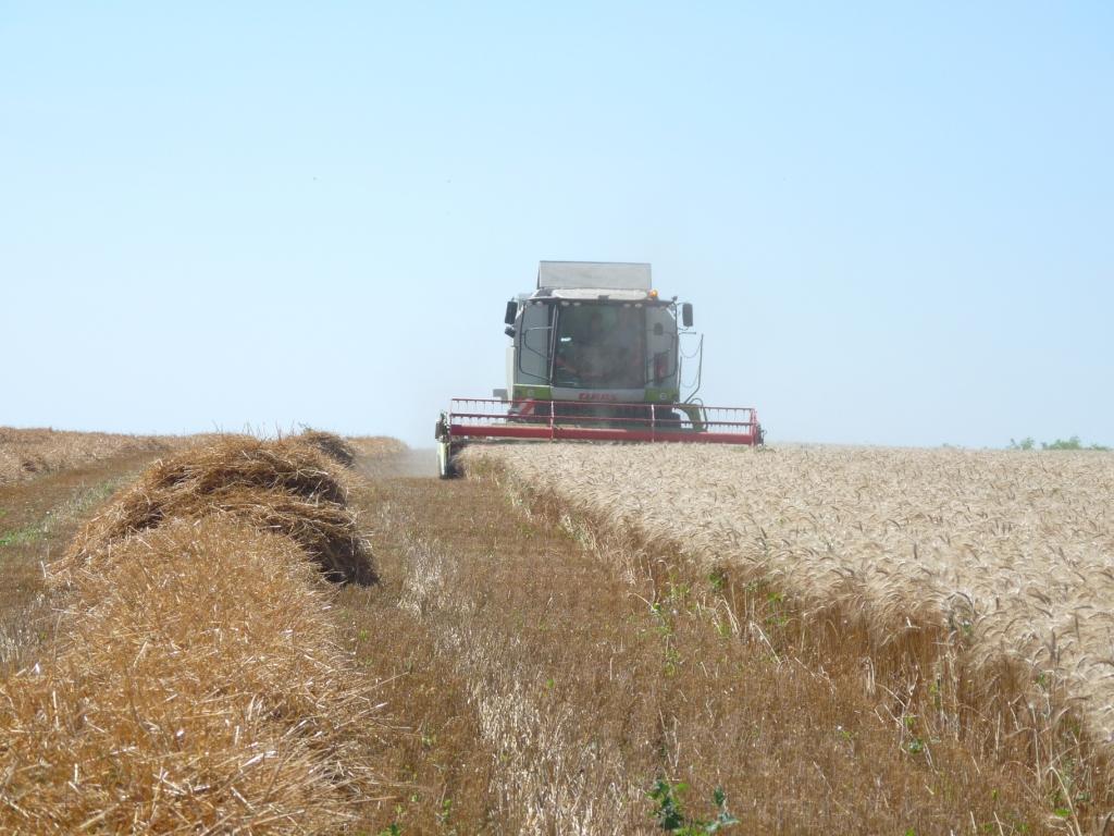 Recoltarea culturilor cerealiere este în toi - Consiliul Raional Dubăsari